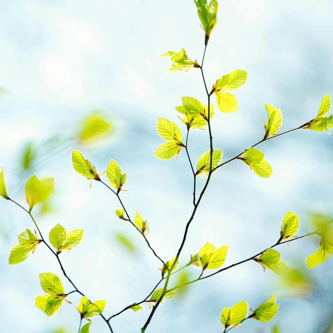 NUPPU – Viittovat lastenkerhot · KLVL